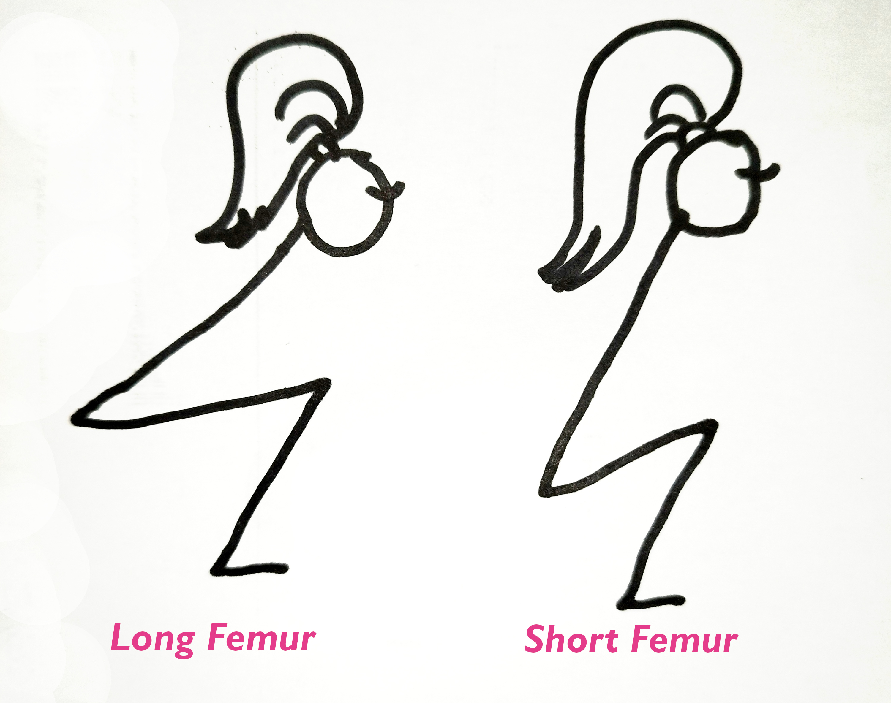 Squats: Short vs. Long Legs